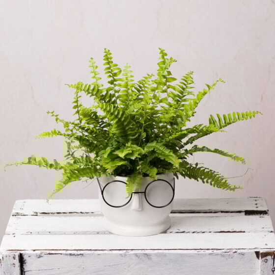 Boston Fern in Ceramic Face Pot - LouiseTaylorFlowers.co.uk